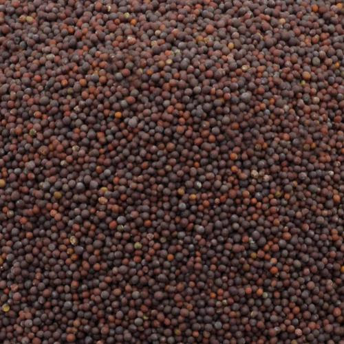Mustard seeds - Run Agro Overseas